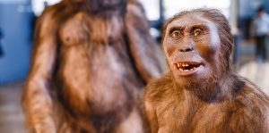 Homo erectus: origin, subspecies and characteristics