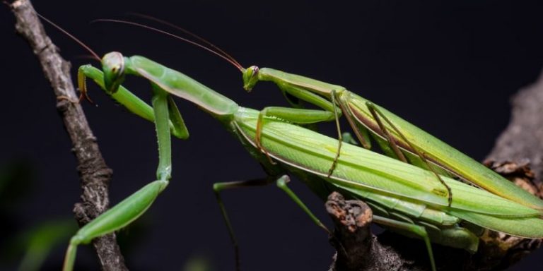 Mantis Religiosa: alimentación, hábitat y características