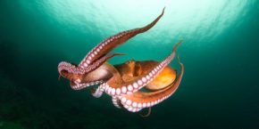 Pulpo: hábitat, alimentación, reproducción y características