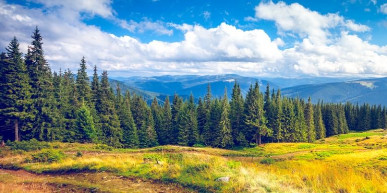Florestas: o que são, tipos que existem e sua importância