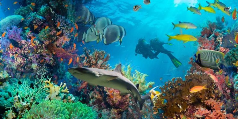 Red Sea: what it is, its importance and its characteristics