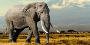 Elefante: anatomía, alimentación, gestación y características