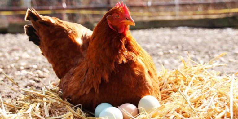 10 Características de los Animales ovíparos