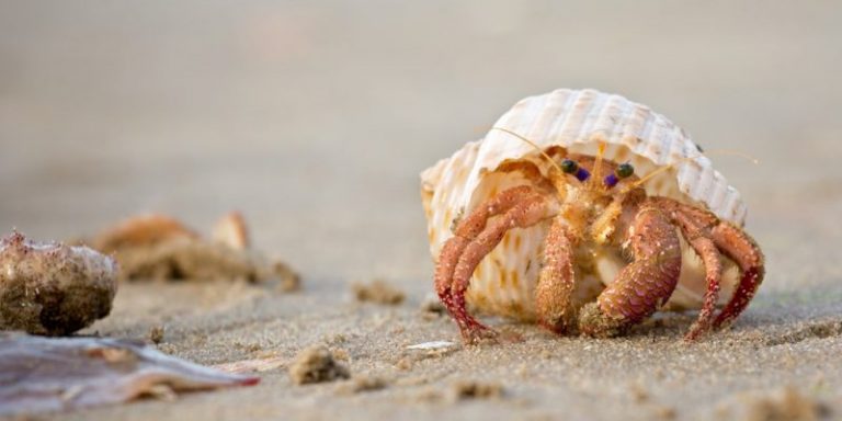 10 Características de los Moluscos