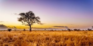 Biomas: qué son y su importancia