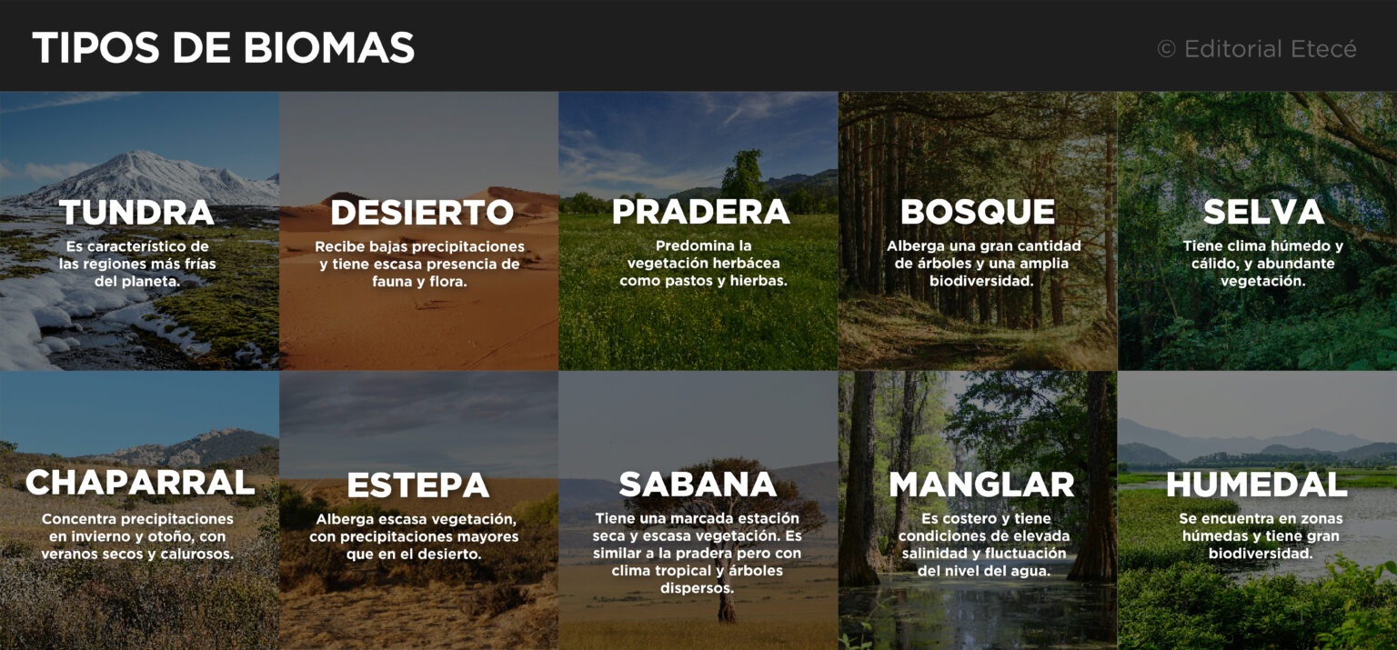 Bosque Tropical: flora, fauna, tipos y características