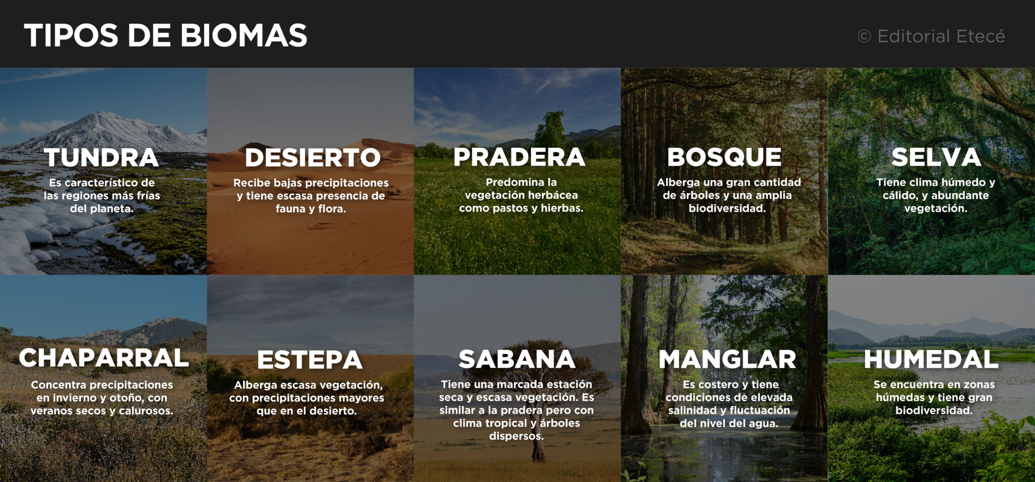 Bosque Tropical: flora, fauna, tipos y características