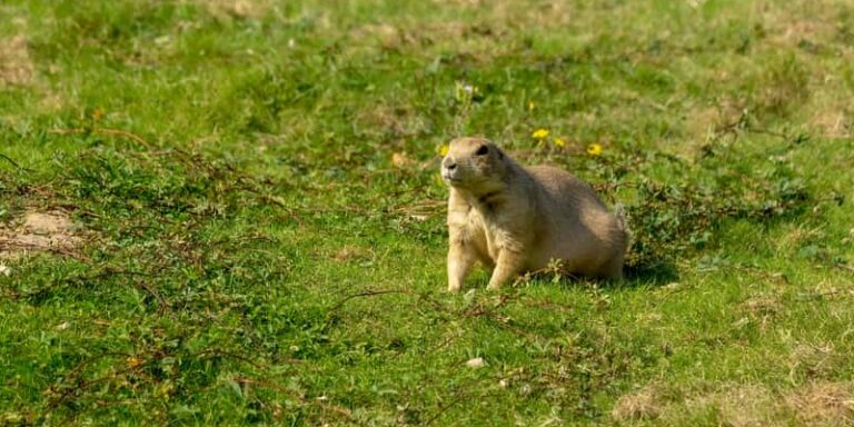 Grassland: characteristics, plant and animal life