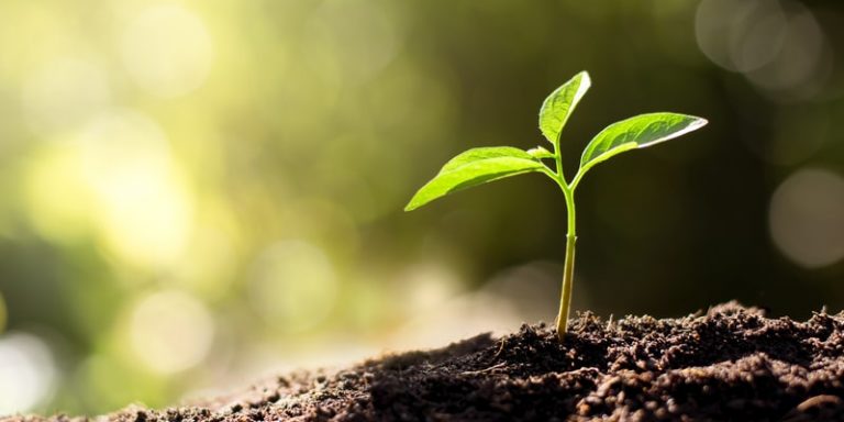 10 Características de la Célula vegetal