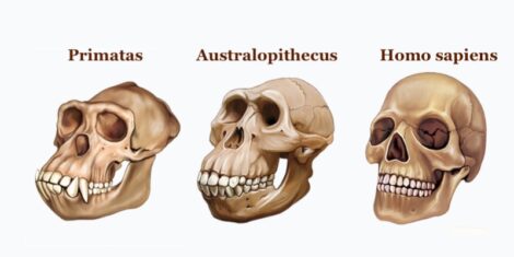 Australopithecus: origem, extinção e características