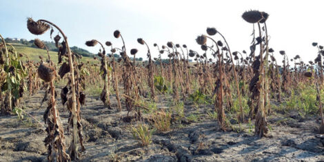 Seca: o que é, suas causas e suas características