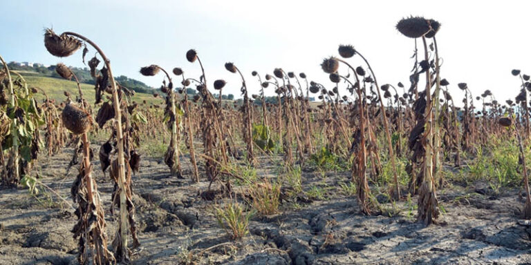 Seca: o que é, suas causas e suas características