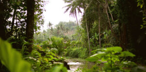 Americas: what they are and their characteristics