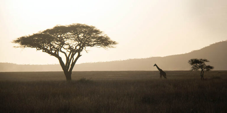 Continents: geological formation and characteristics