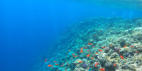 Red Sea: what it is, its importance and its characteristics