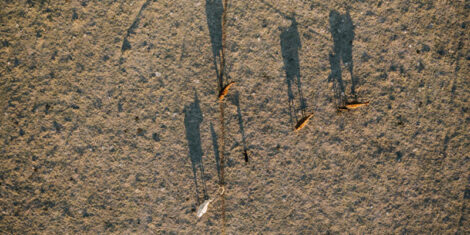 Seca: o que é, suas causas e suas características