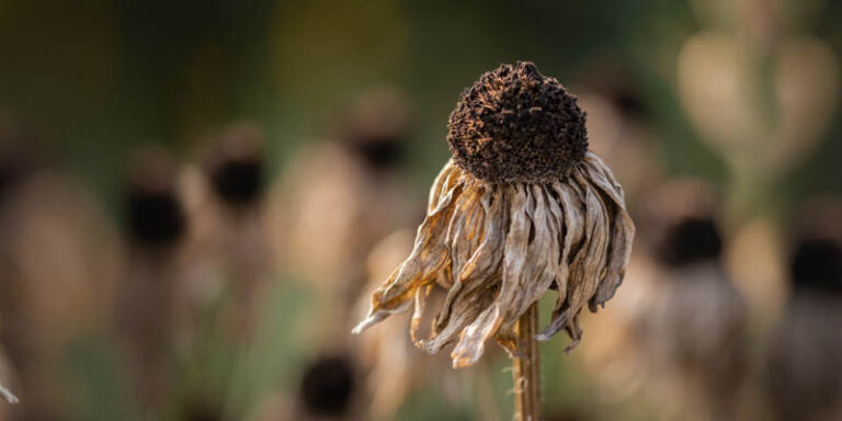 Seca: o que é, suas causas e suas características