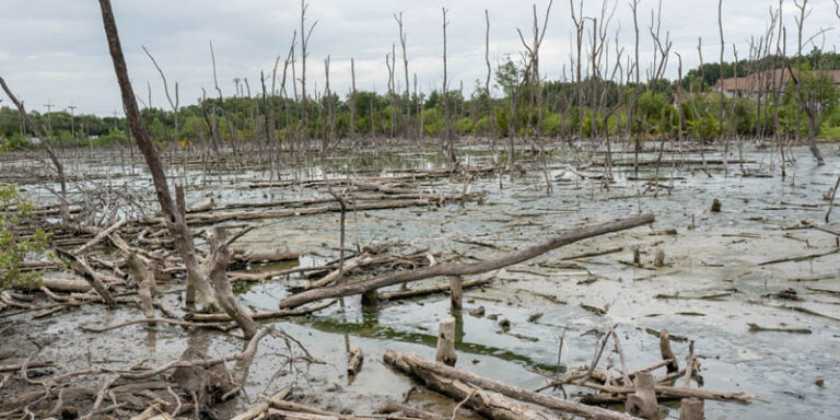 Chuva ácida: o que é, suas causas e características