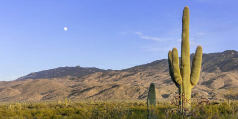 Aridoamérica: o que é, as culturas e suas características