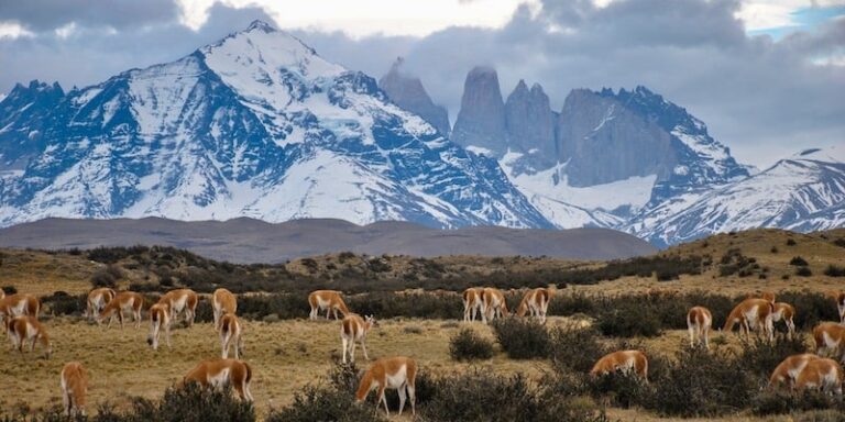 Chile: fauna, flora, relevo, população e características