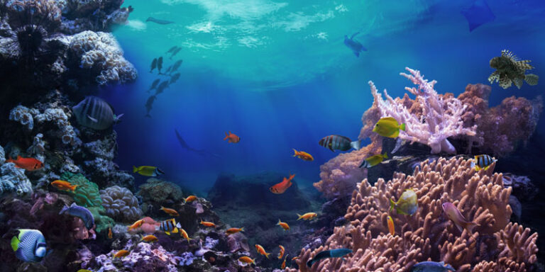 Biomas: qué son y su importancia