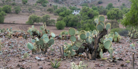 Biomes: what they are, their characteristics and more