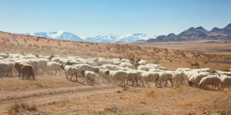 Biomes: what they are, their characteristics and more