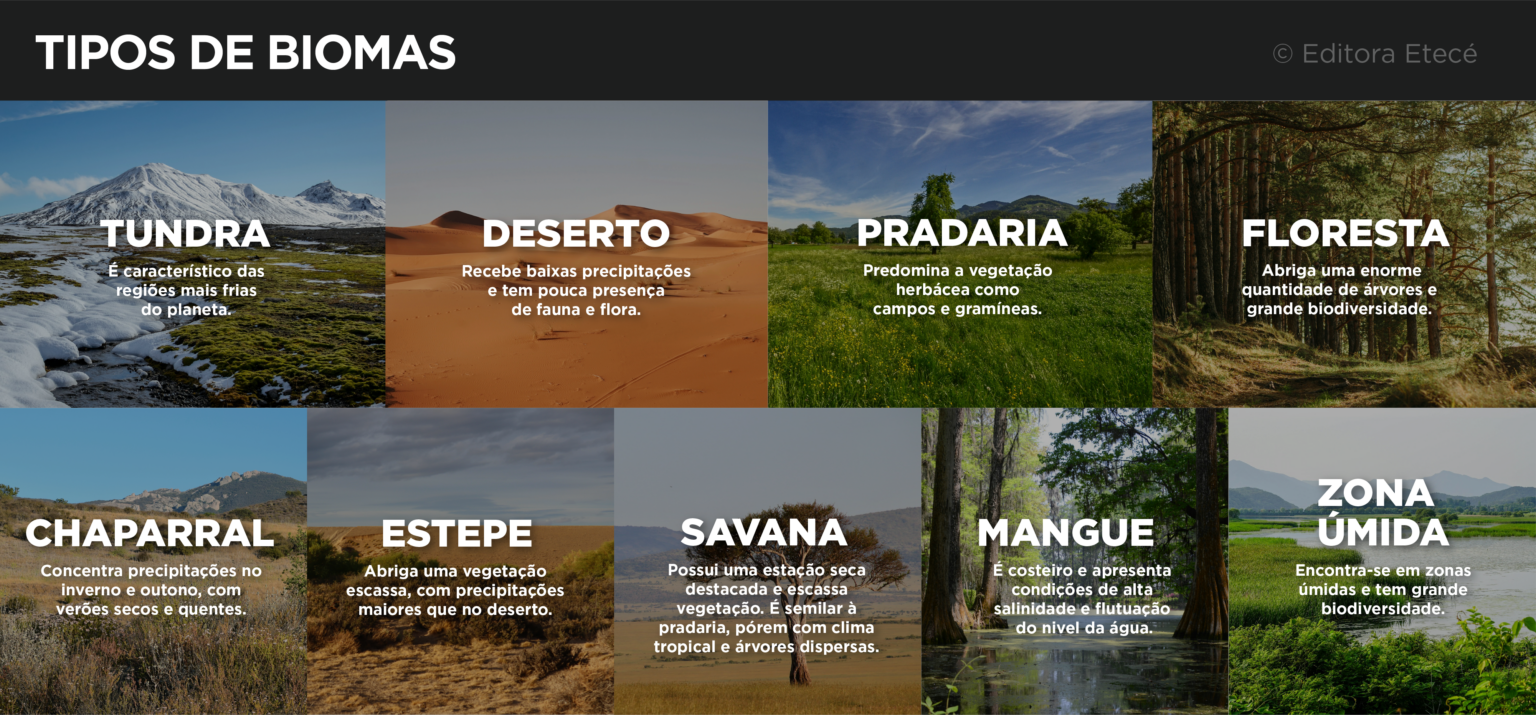 Floresta: informação, localização, tipos e características