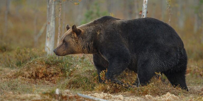 Clima continental: características, subtipos, flora y fauna